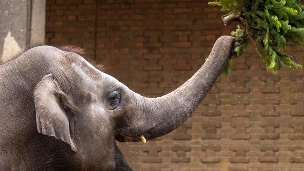 In pictures: Animals feast on Christmas trees - CBBC Newsround