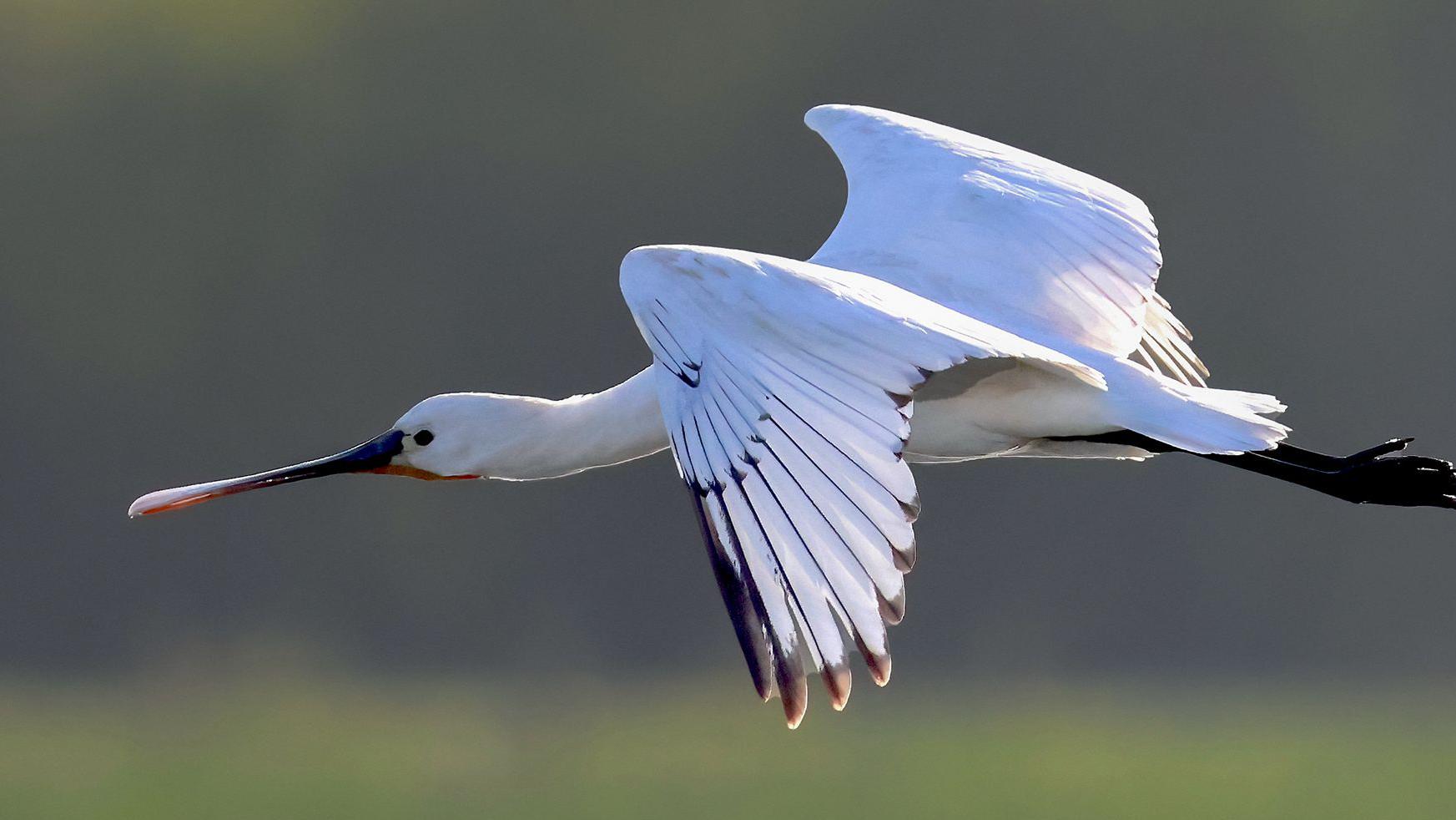Spoonbill Flying