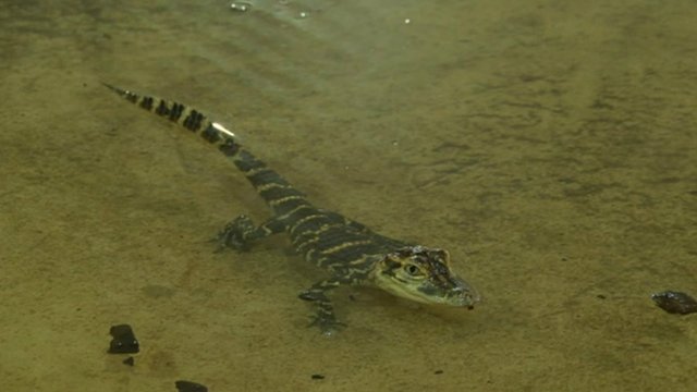 Alligator filmed making house call in South Carolina - BBC News