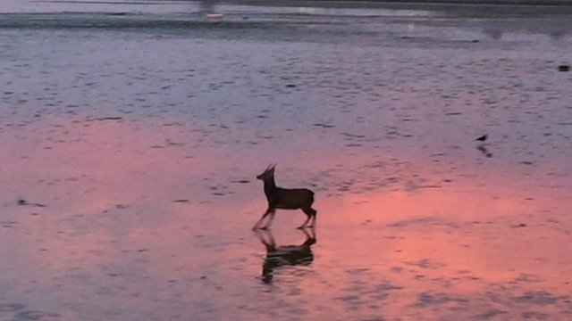 Oh Deer, you spotted me - BBC Newsround