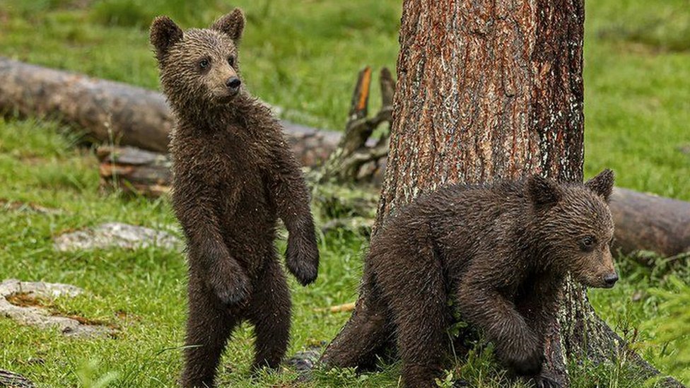 Check out these epic bear photographs snapped by a great-gran! - CBBC ...