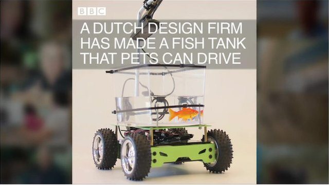 Watch a fish drive its own tank - BBC News