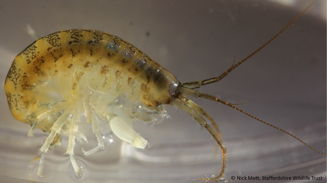 Demon shrimp found in Staffordshire's River Churnet - BBC News