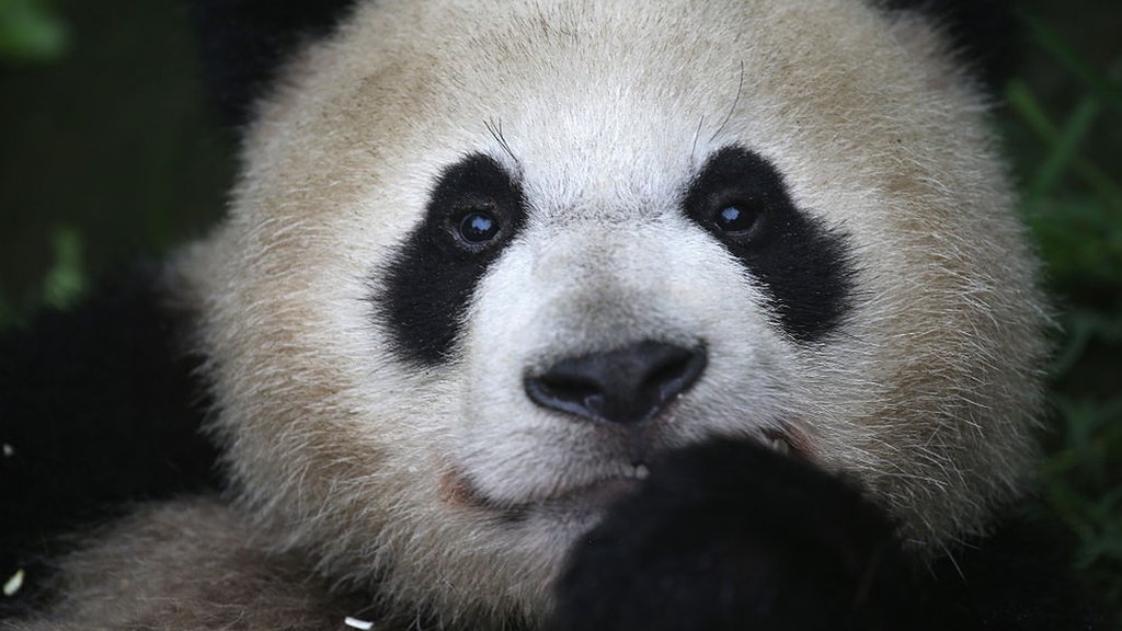 Why it's two thumbs up for giant panda evolution! - CBBC Newsround
