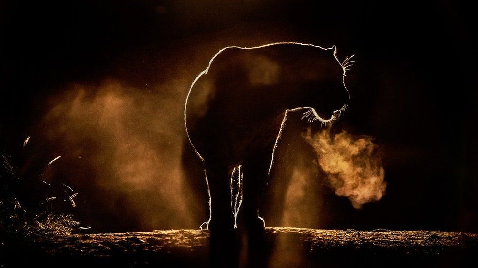 아프리카 실루엣 이미지 아프리카에서 시작된