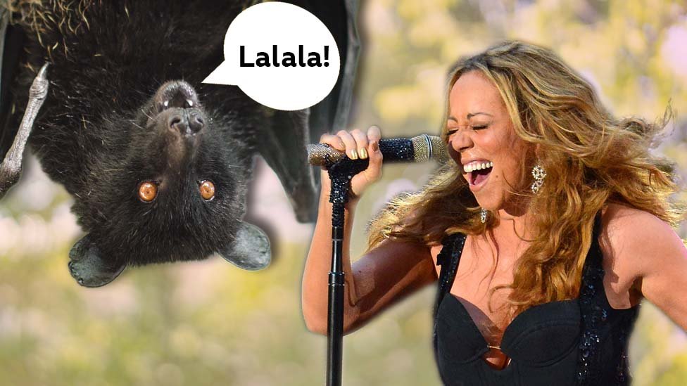 Bats have better vocals than singers and sing like heavy metal stars ...