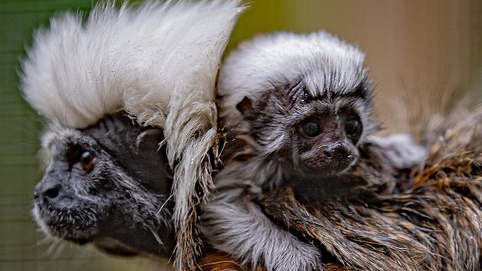 Endangered monkey born at Chester zoo - CBBC Newsround