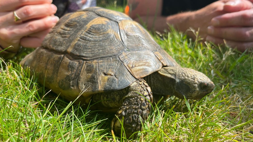 Runaway tortoise found - 8 months after garden escape! - CBBC Newsround