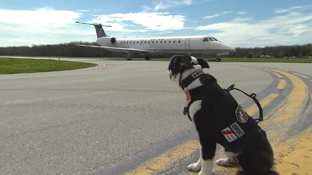 Meet Piper, the dog who works at an airport - BBC Newsround