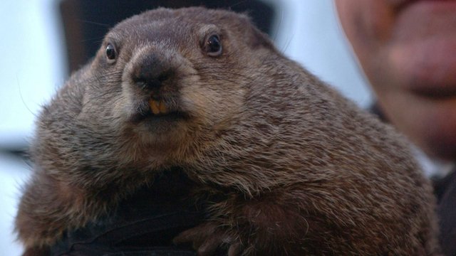 Groundhog with head stuck in a can is freed by police - BBC Newsround