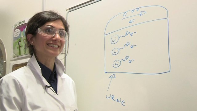 Powered by pee: Scientists turn urine into electricity - BBC Newsround