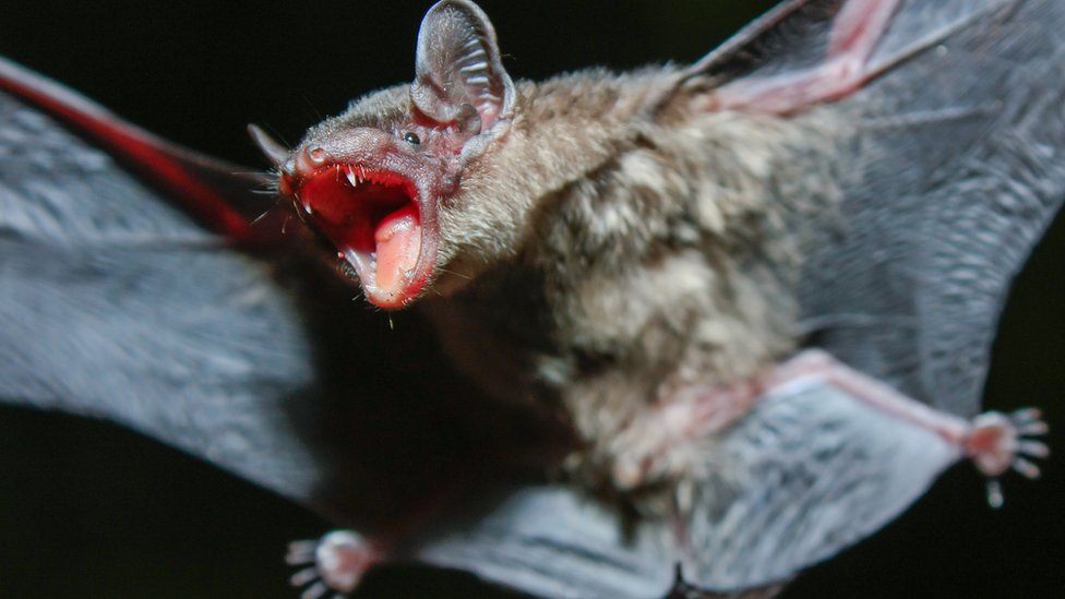 Bats: Some bats buzz like hornets to avoid predatory owls - CBBC Newsround