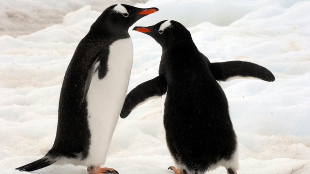 How do you move gentoo penguins across Europe? - BBC Newsround