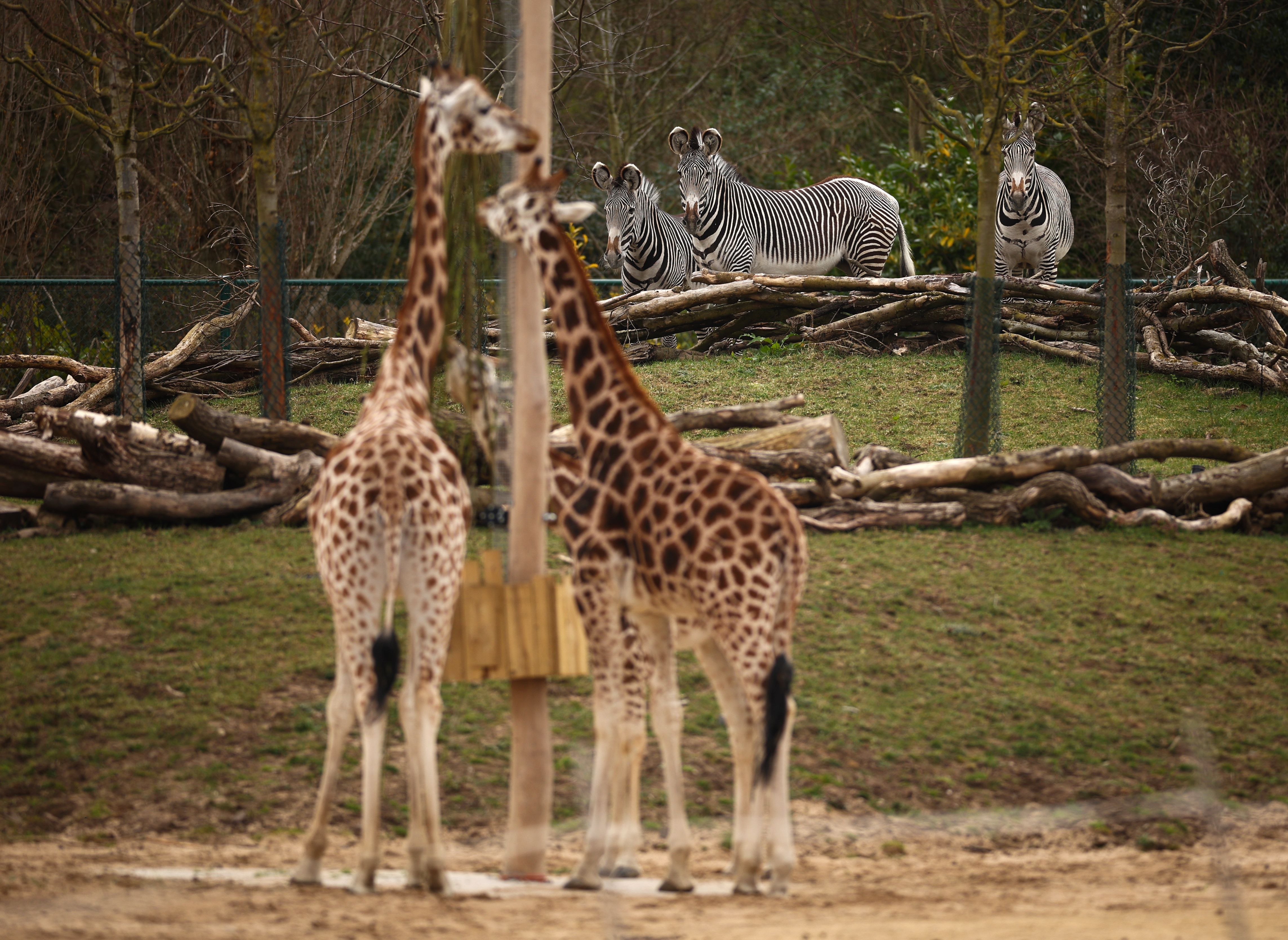 Giraffe And Zebras