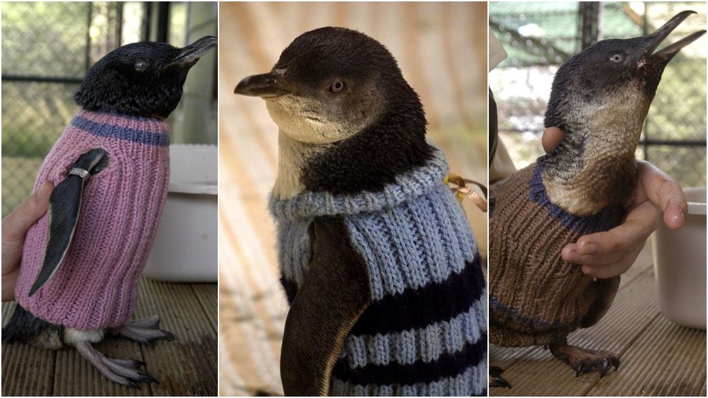 Baby Penguins In Sweaters