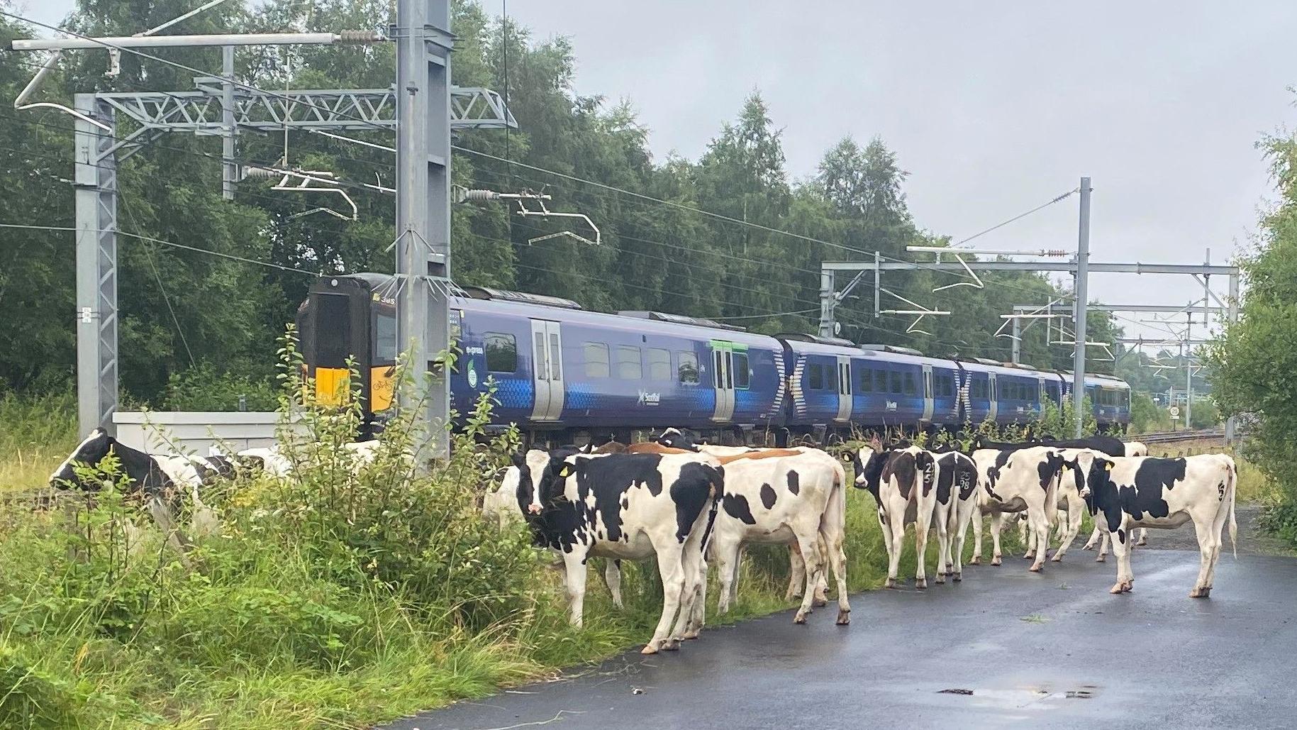 Cattle Train War