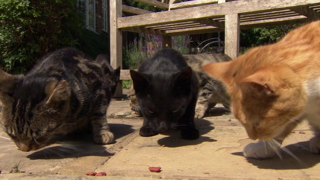 Australia feral cat cull sparks celebrity anger - BBC News