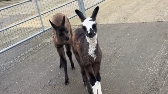 Llama New Llamas Join Herd Before Start Of New School Year Green