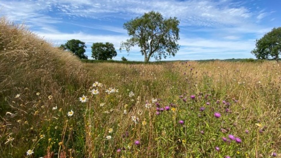 Natural Native Grassland 2025 Identifying Native Grasses Of Southern