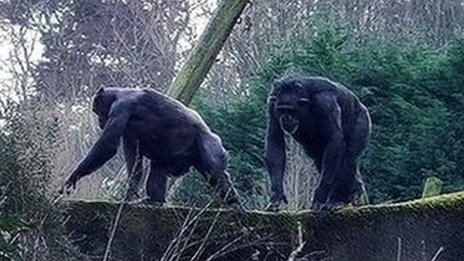Escaped Chimp: How did these chimpanzees get out of their Belfast Zoo ...