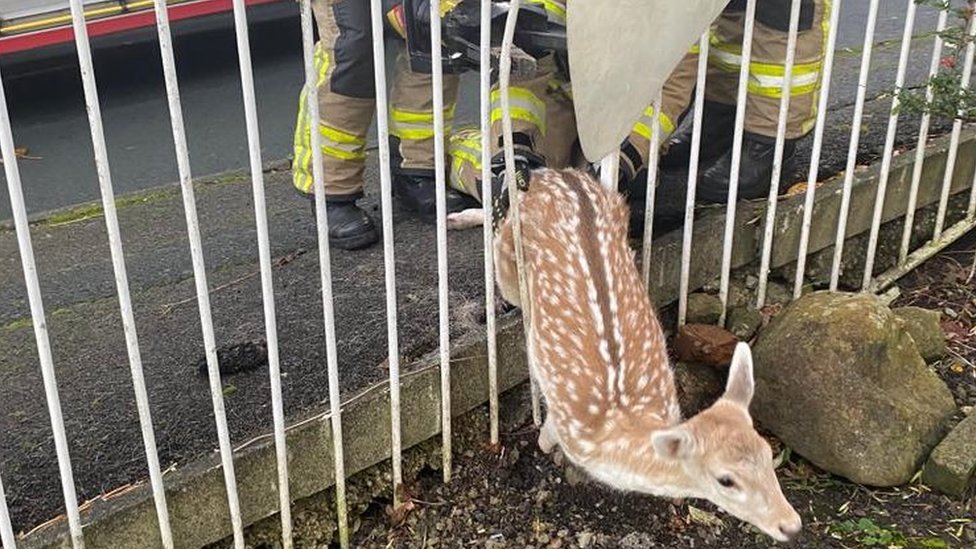 Whitetail Deer Stuck In Fence Steve Griffin: Whitetails Adapt, And