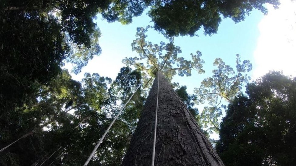 Tallest tropical tree: What's it like climbing a tree 100 metres tall ...