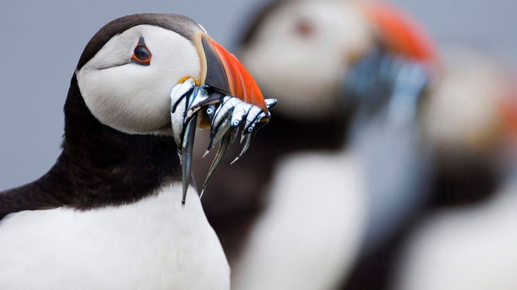 RSPB: Please take pictures of puffins eating for our survey! - CBBC ...
