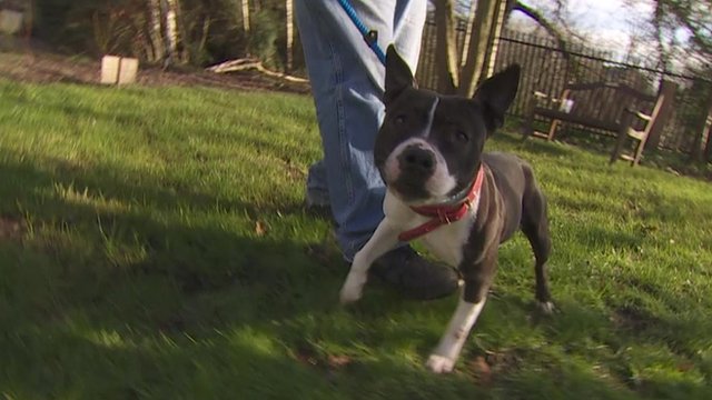 New Manchester Dogs Home adoption centre opens - BBC News