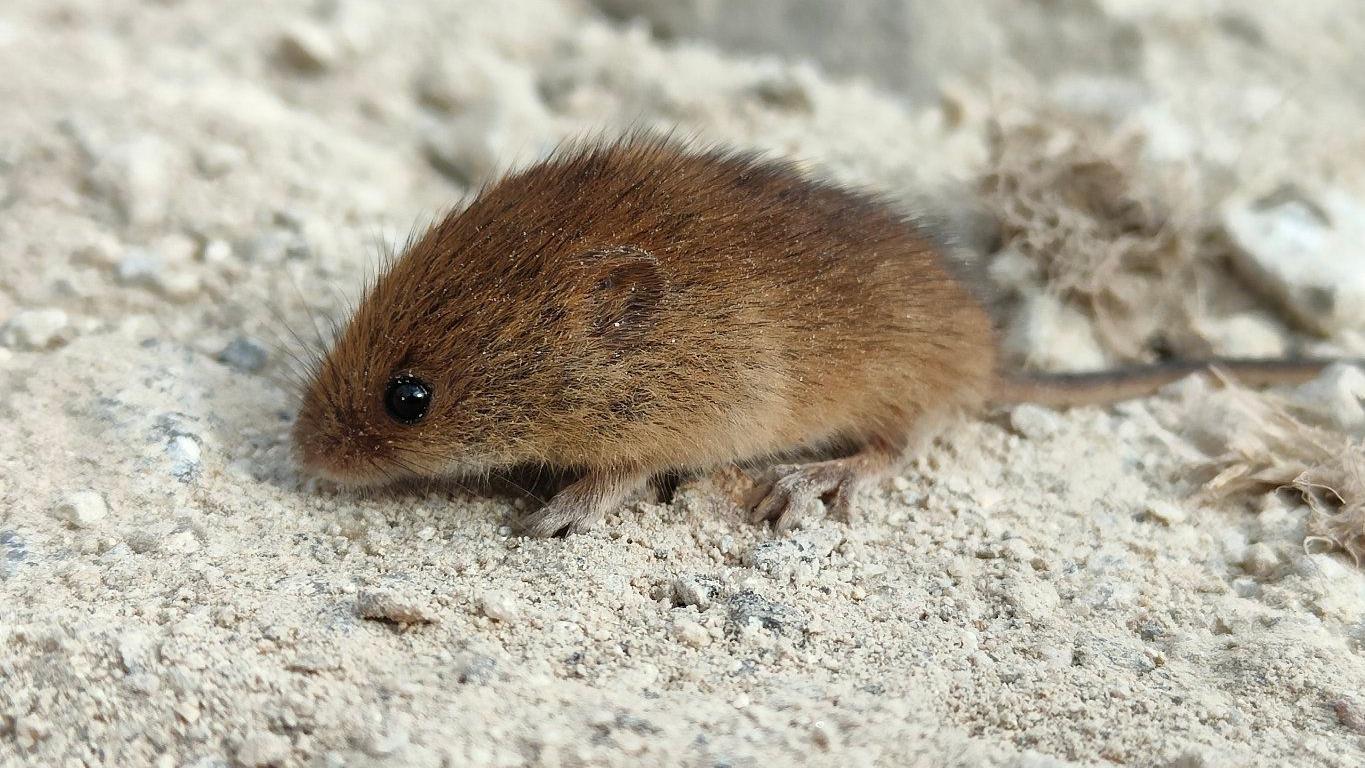 What Is The Smallest Mouse In The Uk