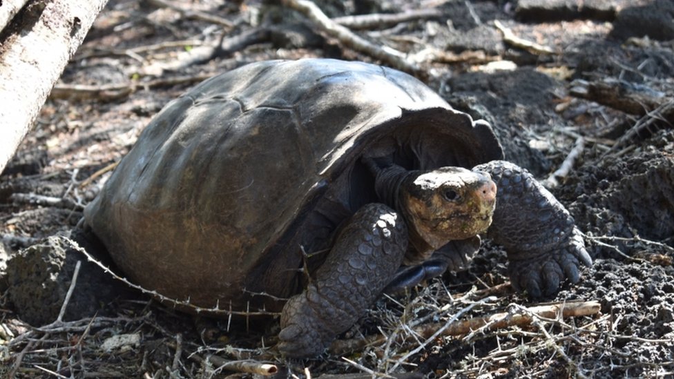 Giant tortoise: Meet Fernanda the rare tortoise thought to be extinct ...