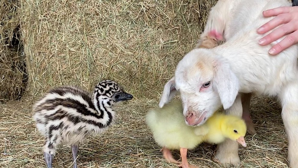 Cute animals: How sweet are these furry friendships? - CBBC Newsround