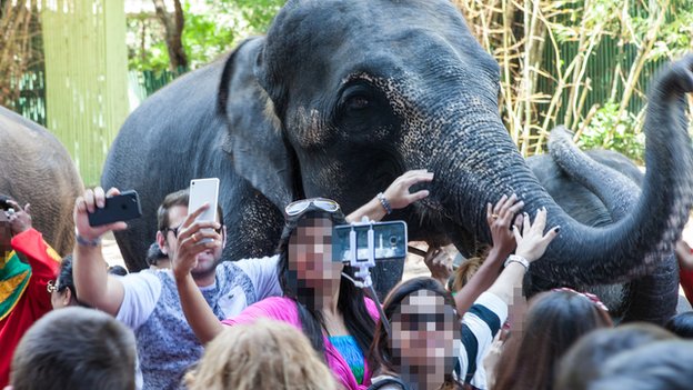 Elephant tourism is 'fuelling cruelty' - BBC News