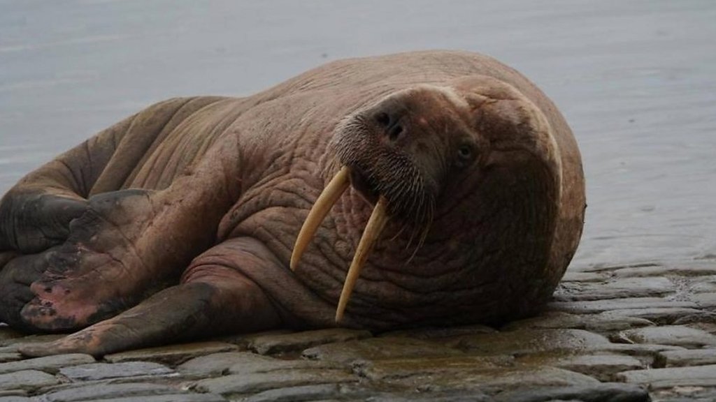 Thor the walrus: Arctic animal returns to the sea in Scarborough - CBBC ...