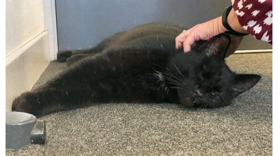 Lost cat found on oil rig FIVE YEARS after going missing in ...