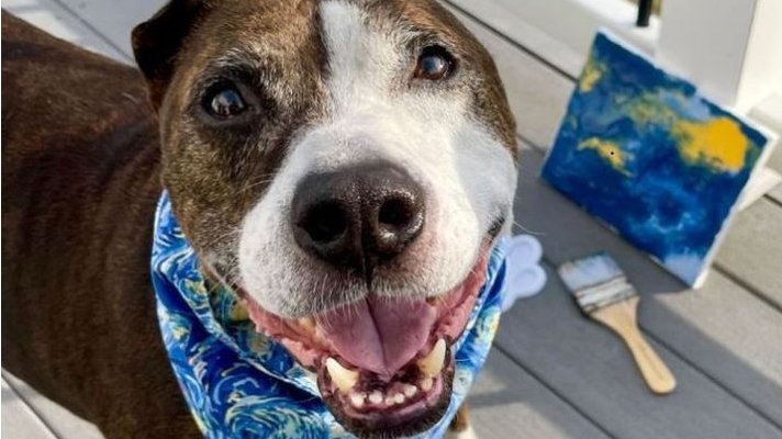 Meet Van Gogh, the dog that paints! - CBBC Newsround