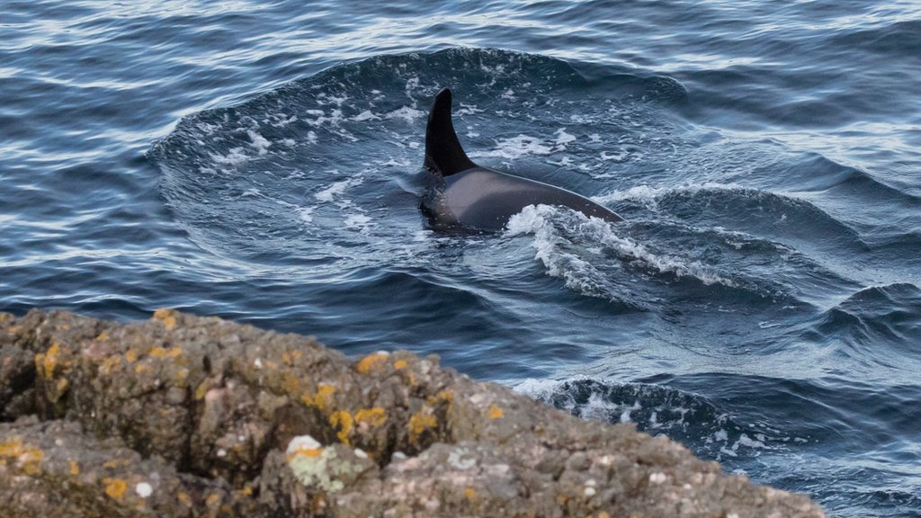 Wildlife watchers' close encounter with orcas near Wick - BBC News