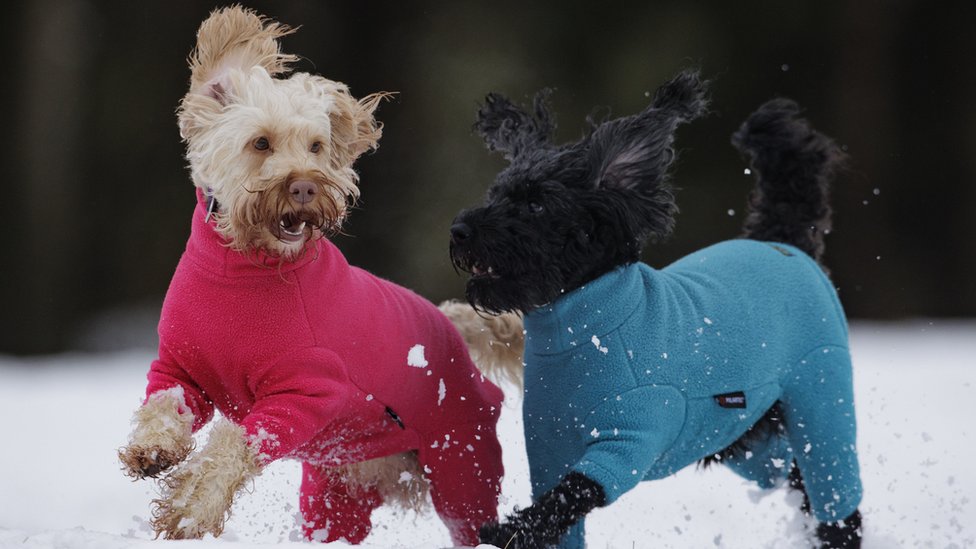 Winter Dog Outfits Puffer Jackets And Padded Winter Coats For Dogs