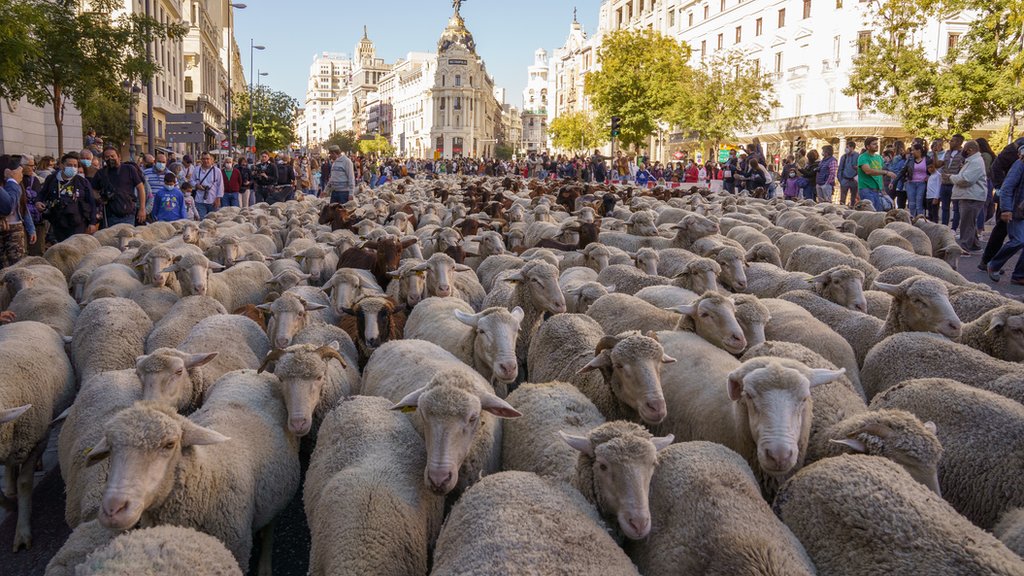 Sheep Festivals In Sicily 700 Sheep Graze In Milan's Piazza Del Duomo