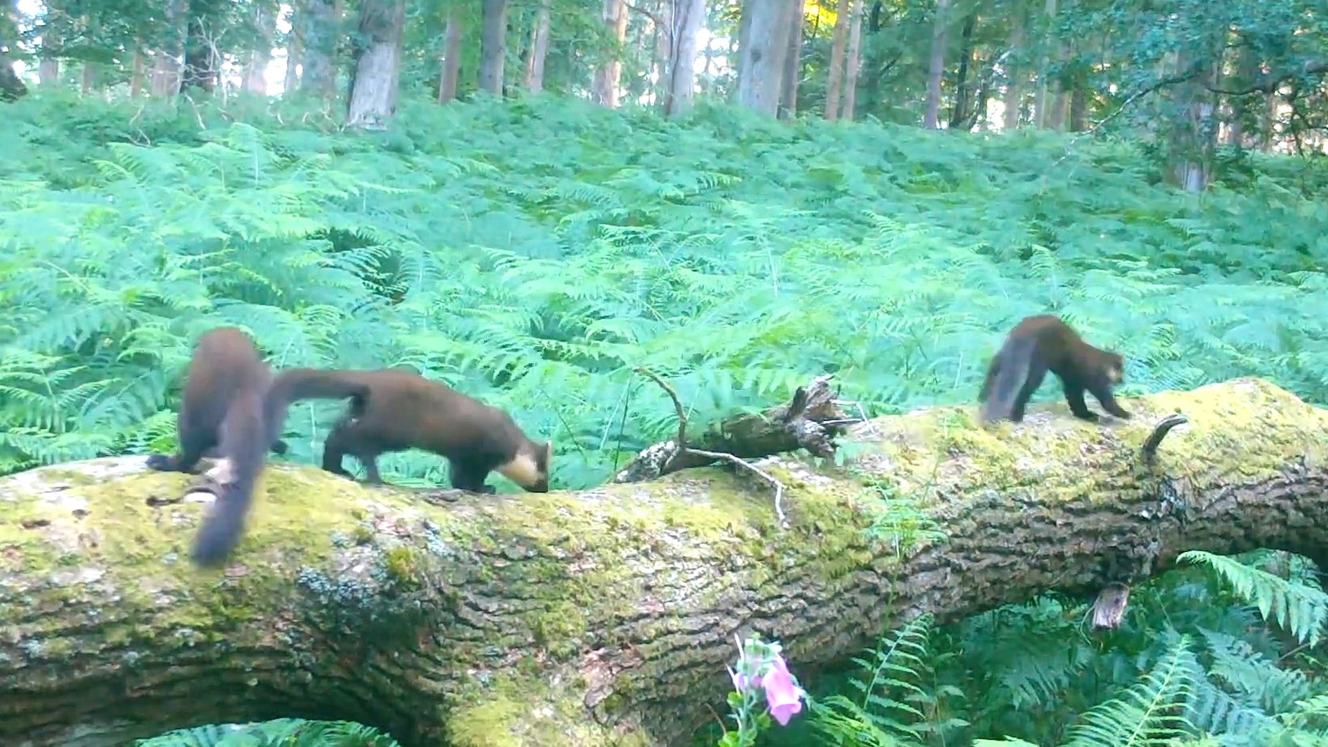 Pine Marten American Marten Monitoring Project | State Of New