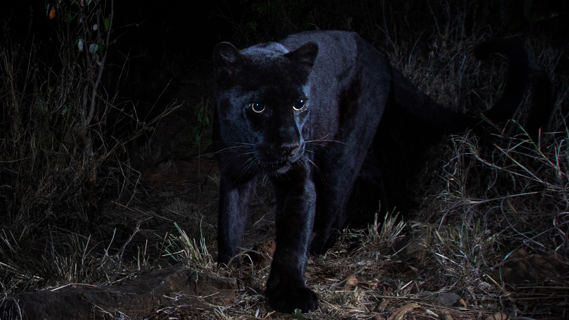 Rare black leopard finally caught on camera - CBBC Newsround