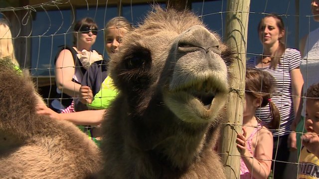What do you do when you have too many camels? - BBC Newsround