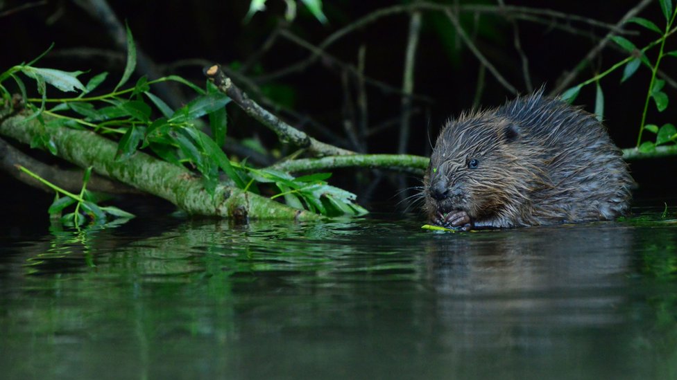 Beaver families return to England after 400 years away - CBBC Newsround