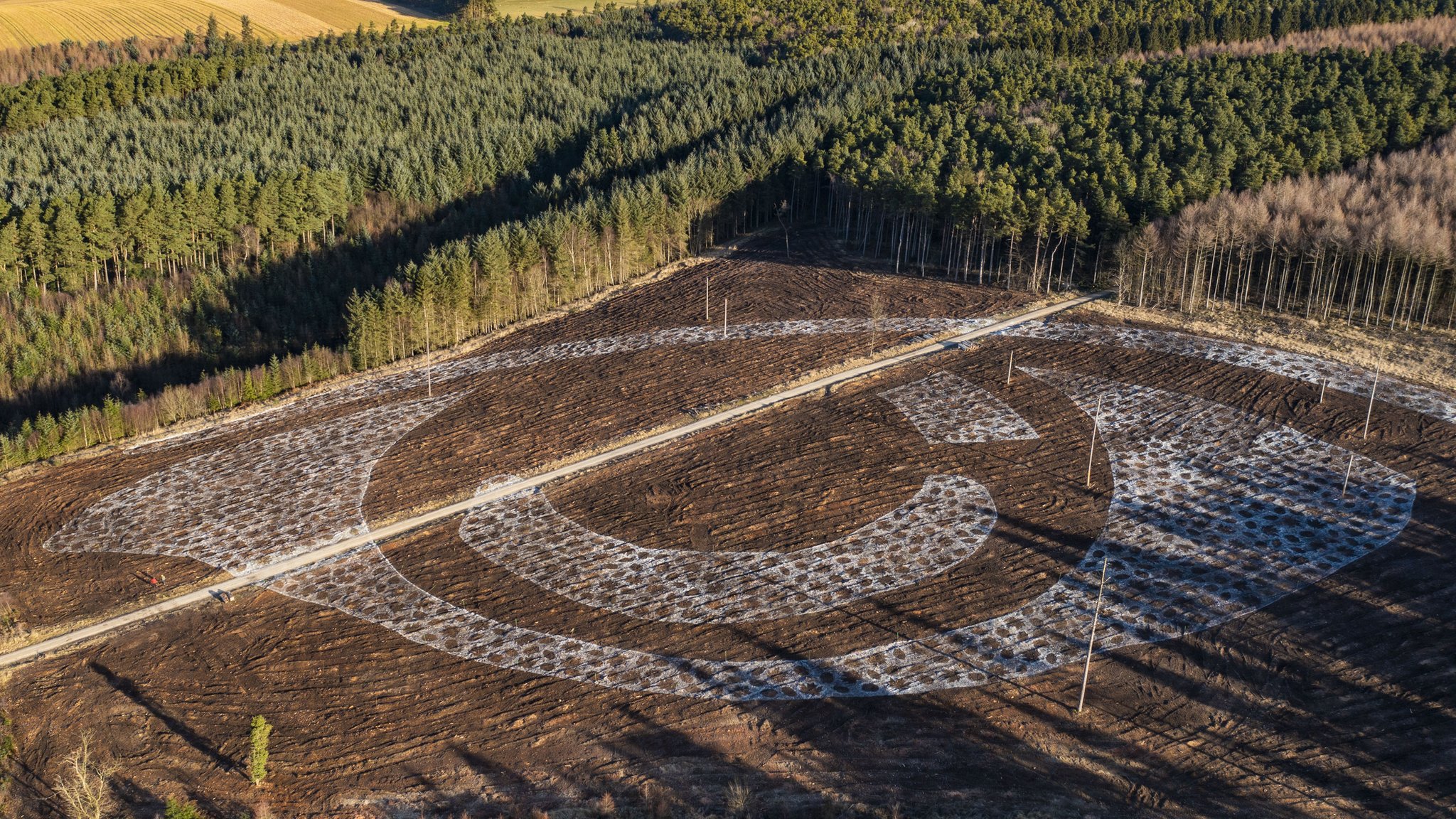 Forest Eye Project will create the largest living forest feature in ...