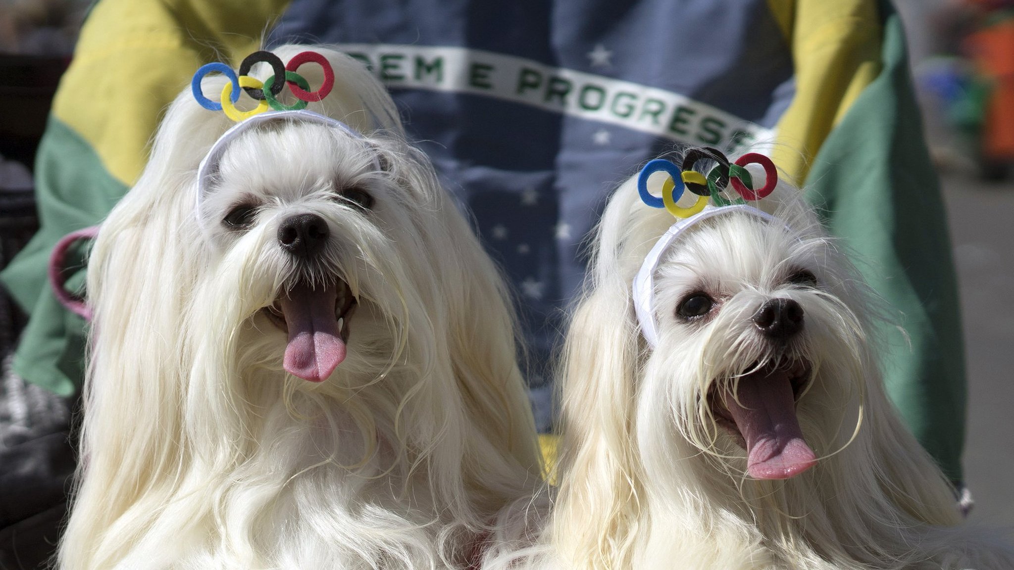 Puppy pals hang out at Brazil's pet parade - CBBC Newsround