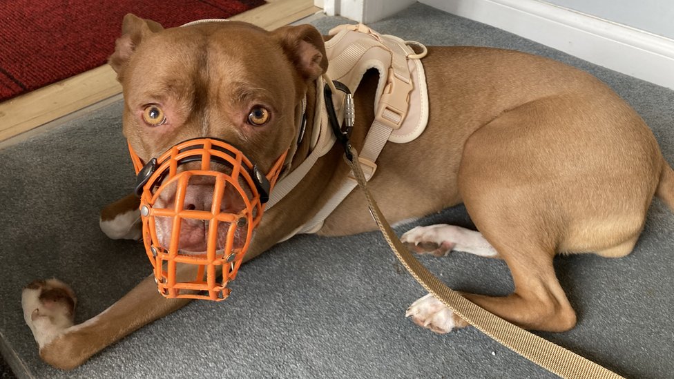 Top 10 Most Dangerous Dogs XL Bullies, Pitbulls, And German Shepherds