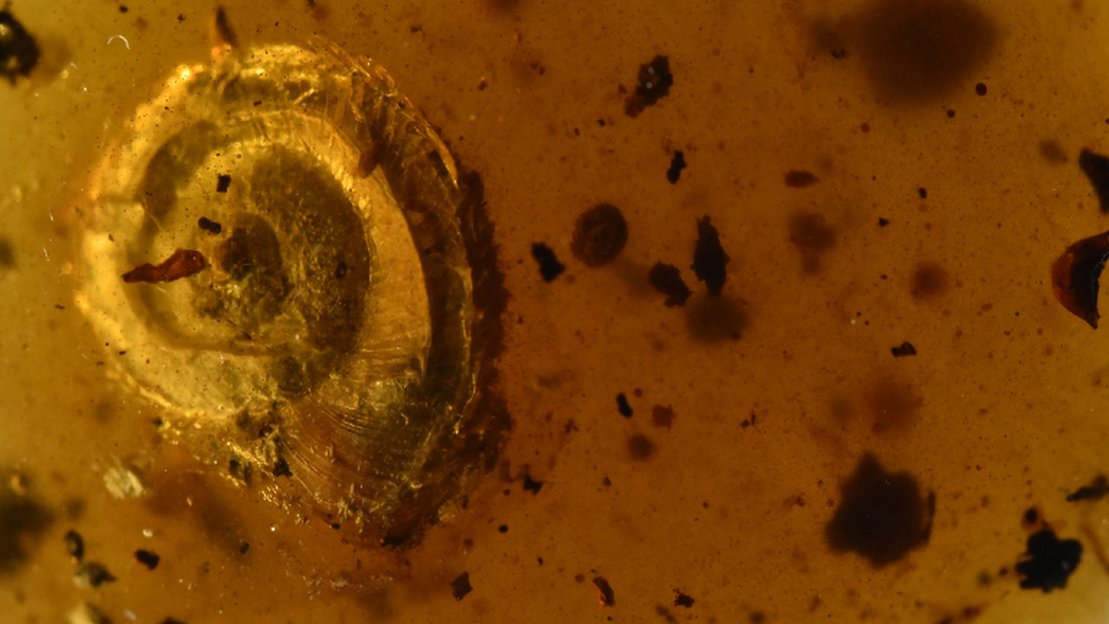 Scientists find hairy snail in 99 million year old amber - CBBC Newsround