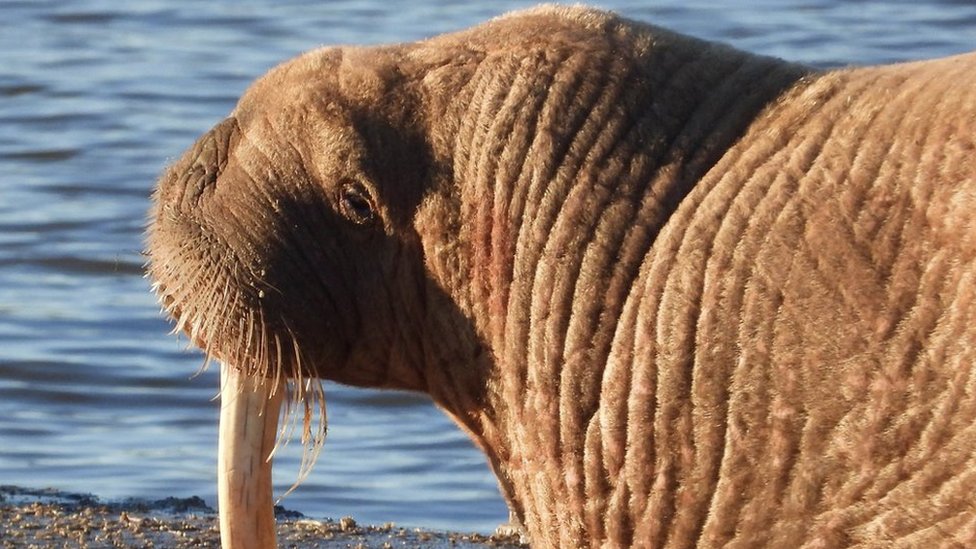 Elephant Walrus