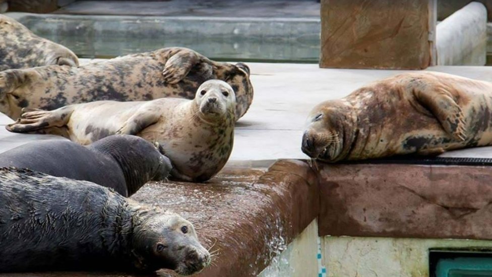 Winter Seal Interview: “Reflecting On The Seal Hunt And The