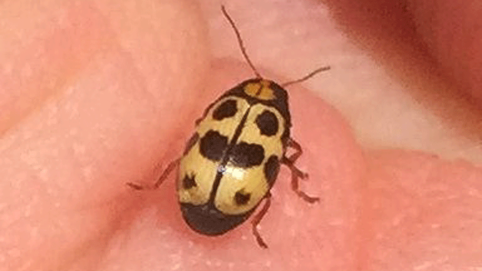 Rare beetles rediscovered in Scotland - BBC News