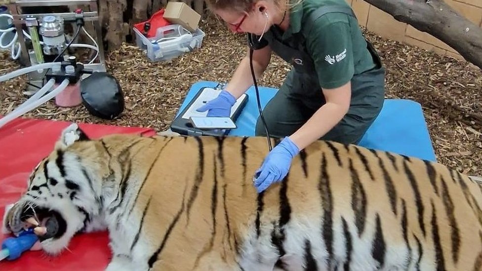 Zoo Veterinarian